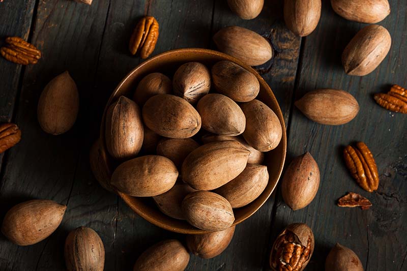 Get to Know the Pecan | The Pecan Barn